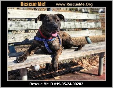- North Carolina Pit Bull Rescue - ADOPTIONS - Rescue Me!