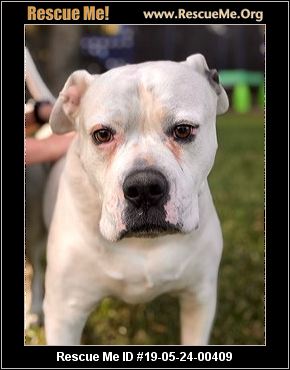 - California American Bulldog Rescue - ADOPTIONS - Rescue Me!