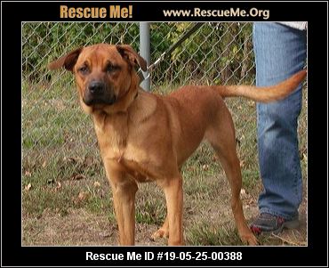 - Kentucky Dog Rescue - ADOPTIONS - Rescue Me!