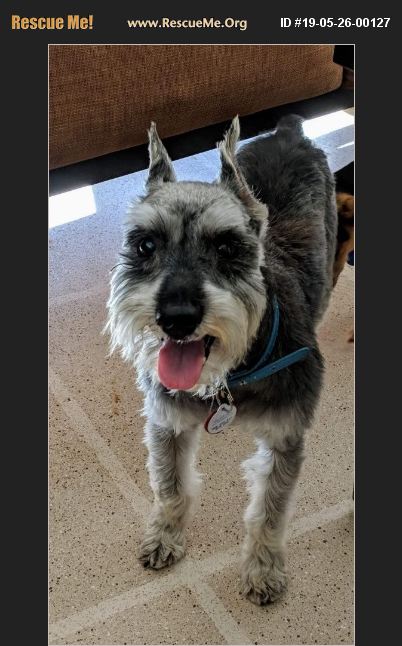 ADOPT 19052600127 ~ Schnauzer Rescue ~ Pensacola, FL