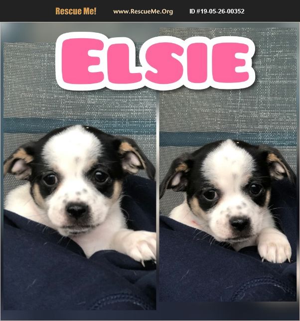 ADOPT 19052600352 ~ Jack Russell Rescue ~ Virginia Beach, VA