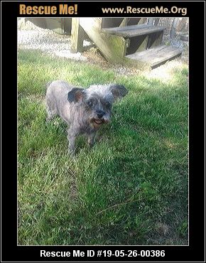 - Florida Poodle Rescue - ADOPTIONS - Rescue Me!