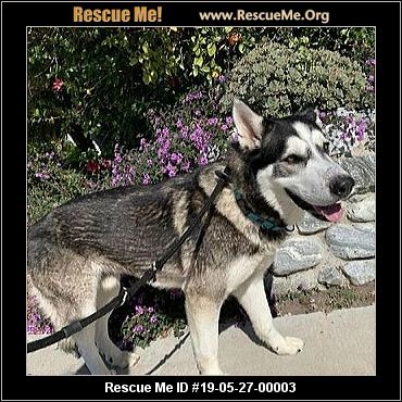 - California Siberian Husky Rescue - ADOPTIONS - Rescue Me!