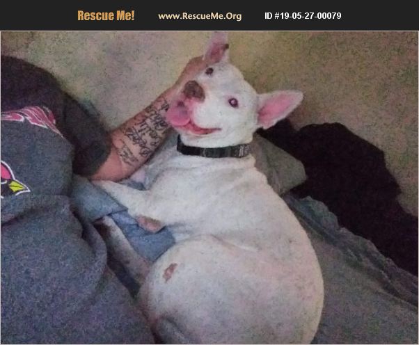 ADOPT 19052700079 ~ Bull Terrier Rescue ~ Phoenix, AZ