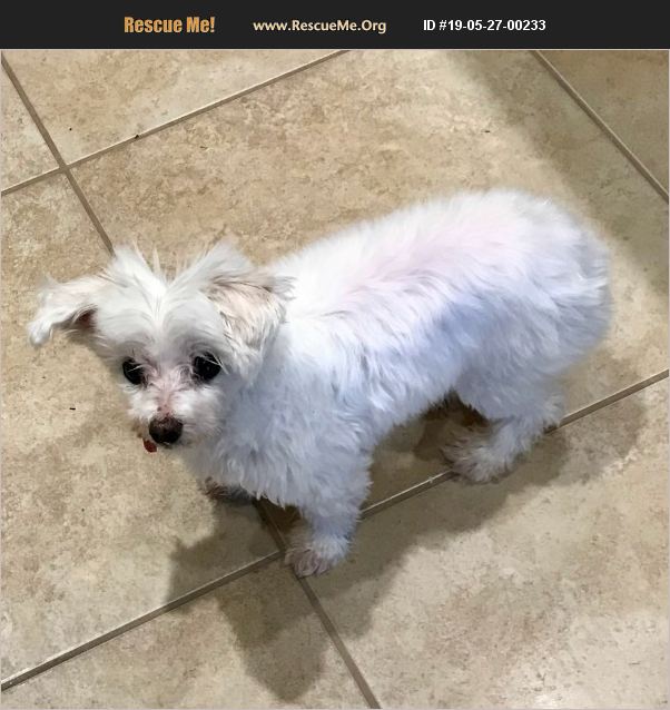 ADOPT 19052700233 ~ Maltese Rescue ~ Maricopa, AZ