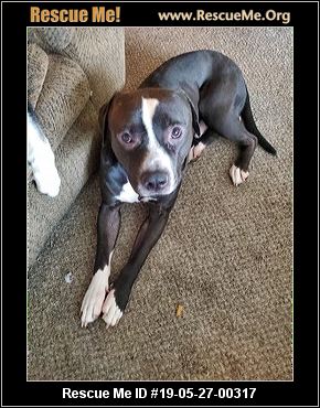 - Colorado Pit Bull Rescue - ADOPTIONS - Rescue Me!