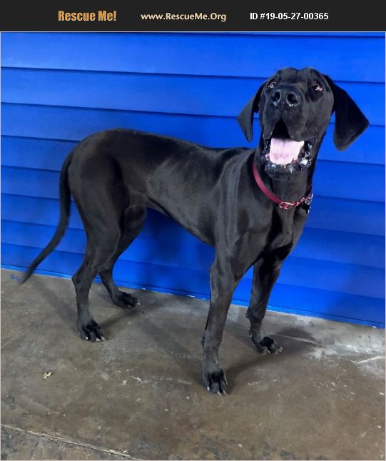 ADOPT 19052700365 ~ Great Dane Rescue ~ Longview, TX
