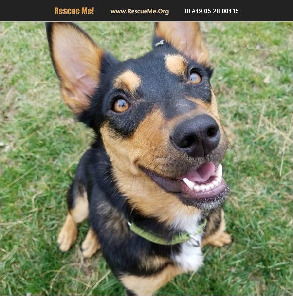 ADOPT 19052800115 ~ Australian Kelpie Rescue ~ Perkasie, PA