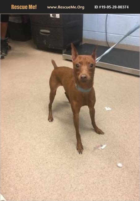 ADOPT 19052800374 ~ Miniature Pinscher Rescue ~ Atlanta, GA