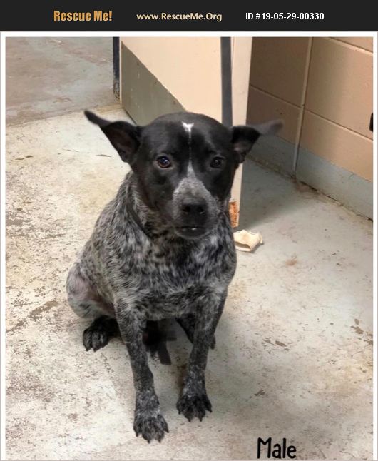 ADOPT 19052900330 ~ Border Collie Rescue ~ Paterson, NJ