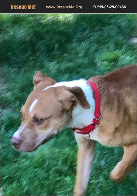 ADOPT 19052900436 ~ Boxer Rescue ~ Southbury, CT