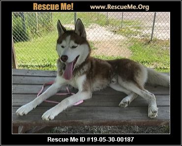 - Ohio Siberian Husky Rescue - ADOPTIONS - Rescue Me!