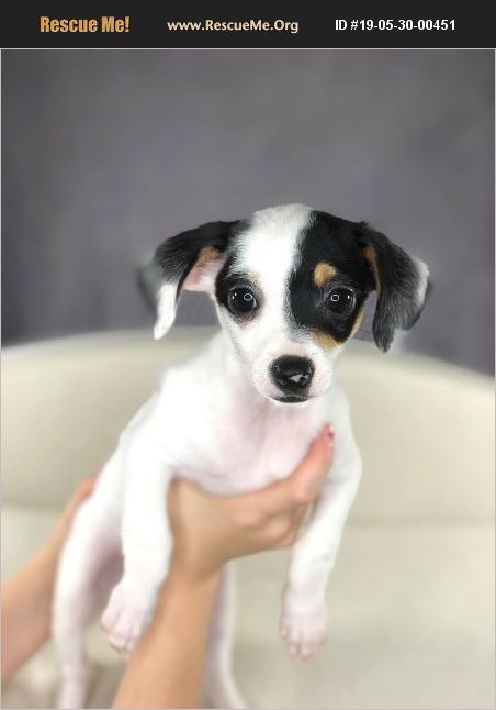 ADOPT 19053000451 ~ Rat Terrier Rescue ~ College Station, TX
