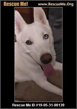 - Ohio Siberian Husky Rescue - ADOPTIONS - Rescue Me!