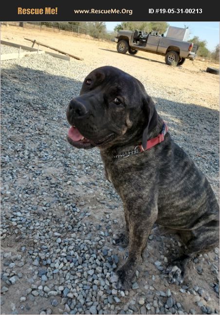 ADOPT 19053100213 ~ Bullmastiff Rescue ~ Southern, CA