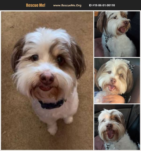ADOPT 19060100110 ~ Havanese Rescue ~ Van Nuys, CA