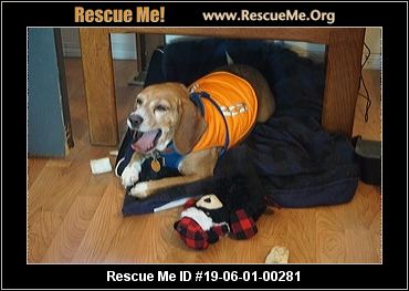 - Oklahoma Beagle Rescue - ADOPTIONS - Rescue Me!