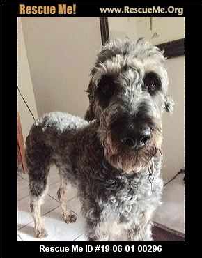 - Florida Poodle Rescue - ADOPTIONS - Rescue Me!