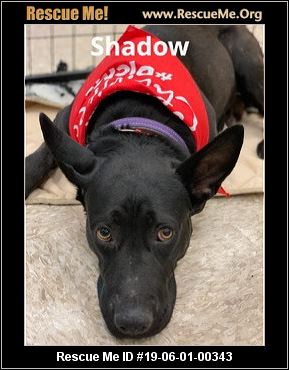 - Colorado Lab Rescue - ADOPTIONS - Rescue Me!