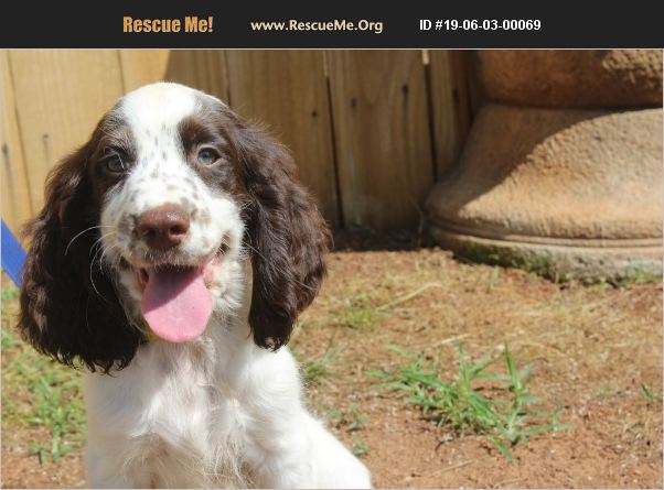 ADOPT 19060300069 ~ English Springer Spaniel Rescue ~ Anderson, SC