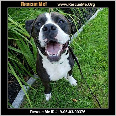 - Massachusetts Pit Bull Rescue - ADOPTIONS - Rescue Me!