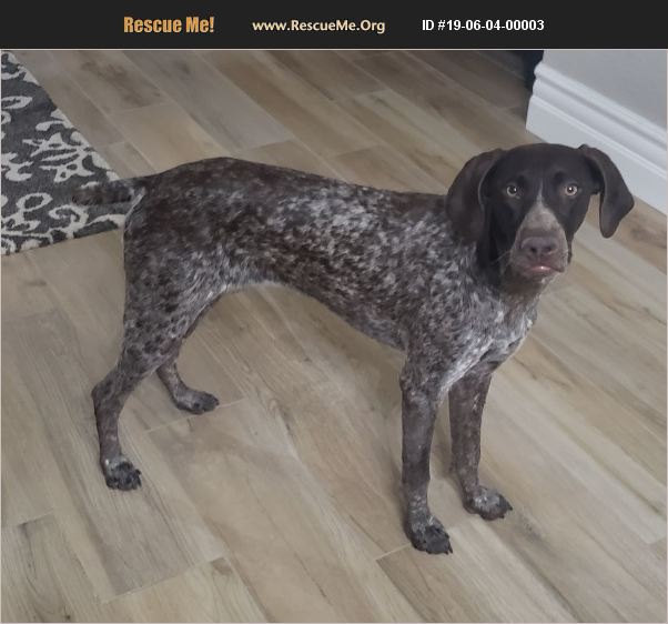 ADOPT 19060400003 ~ German Shorthaired Pointer Rescue ~ Gilbert, AZ