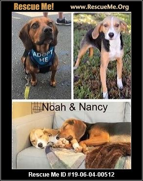 - Pennsylvania Beagle Rescue - ADOPTIONS - Rescue Me!