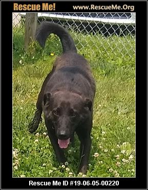 - Ohio Lab Rescue - ADOPTIONS - Rescue Me!