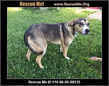 - Oklahoma Beagle Rescue - ADOPTIONS - Rescue Me!