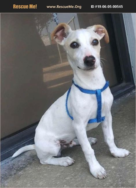 ADOPT 19060500545 ~ Jack Russell Rescue ~ Montclair, CA