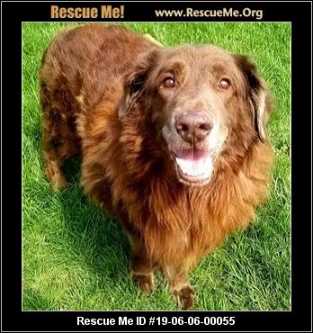 - Ohio Lab Rescue - ADOPTIONS - Rescue Me!