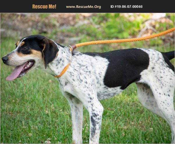 ADOPT 19060700046 ~ Bluetick Coonhound Rescue ~ Brevard, NC