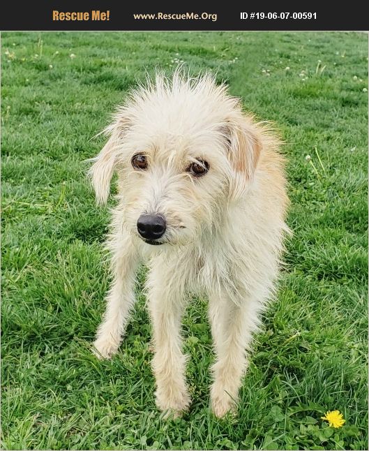 ADOPT 19060700591 ~ Norfolk Terrier Rescue ~ Albuquerque, NM