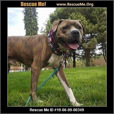 - California American Bulldog Rescue - ADOPTIONS - Rescue Me!