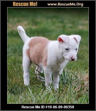 - Oregon Australian Shepherd Rescue - ADOPTIONS - Rescue Me!