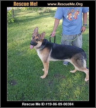 - Indiana German Shepherd Rescue - ADOPTIONS - Rescue Me!