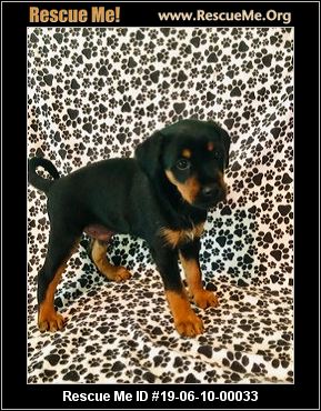 - Georgia Yorkie Rescue - ADOPTIONS - Rescue Me!