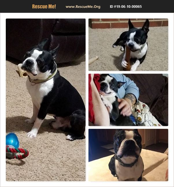 ADOPT 19061000065 ~ Boston Terrier Rescue ~ Norfolk, VA