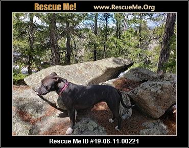- Colorado Pit Bull Rescue - ADOPTIONS - Rescue Me!