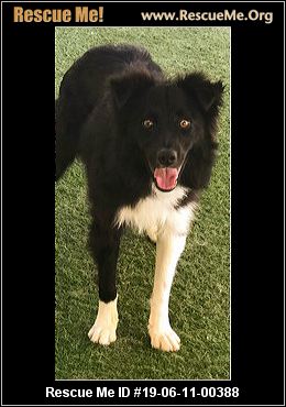 - Arizona Border Collie Rescue - ADOPTIONS - Rescue Me!