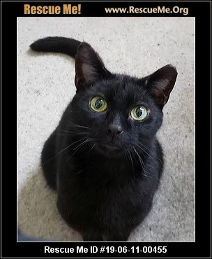 - Michigan Cat Rescue - ADOPTIONS - Rescue Me!