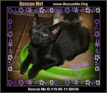 - Pennsylvania Cat Rescue - ADOPTIONS - Rescue Me!