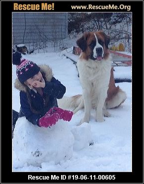 - Massachusetts Saint Bernard Rescue - ADOPTIONS - Rescue Me!