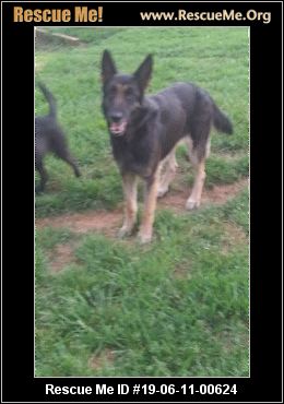 - Texas German Shepherd Rescue - ADOPTIONS - Rescue Me!