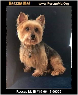 - Florida Yorkie Rescue - ADOPTIONS - Rescue Me!