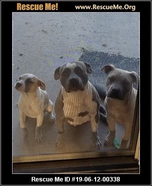 - California American Bulldog Rescue - ADOPTIONS - Rescue Me!