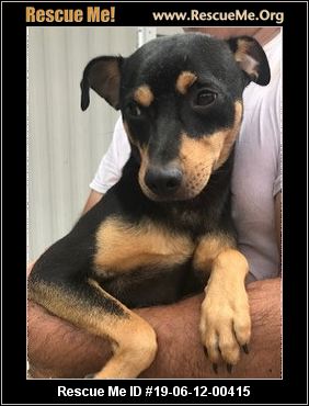 - Rhode Island Dog Rescue - ADOPTIONS - Rescue Me!