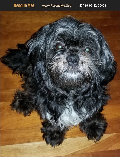 ADOPT 19061200601 ~ Lhasa Apso Rescue ~ Wayne, PA