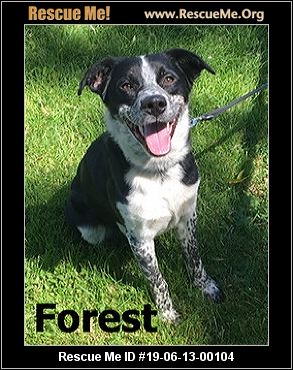 - Pennsylvania Border Collie Rescue - ADOPTIONS - Rescue Me!