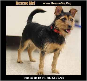 - New Jersey Yorkie Rescue - ADOPTIONS - Rescue Me!